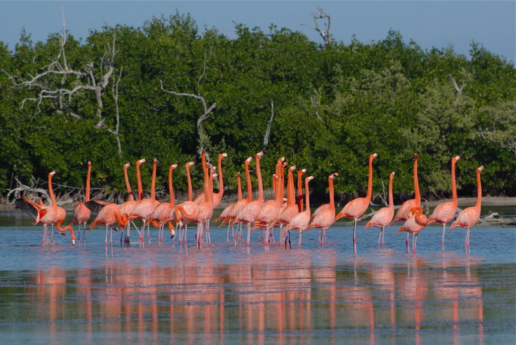 Las Coloradas: visiting the pink lagoon in the Yucatan PeninsulaLet's ...